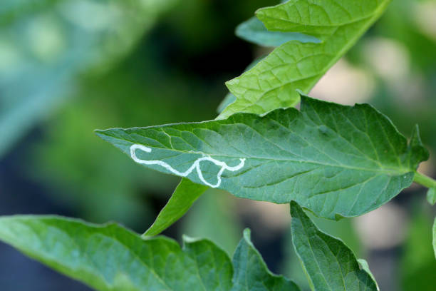 Cómo combatir plagas de forma ecológica en tu huerto - Huerta Tía María Cómo combatir plagas de forma ecológica en tu huerto - Huerta Tía María